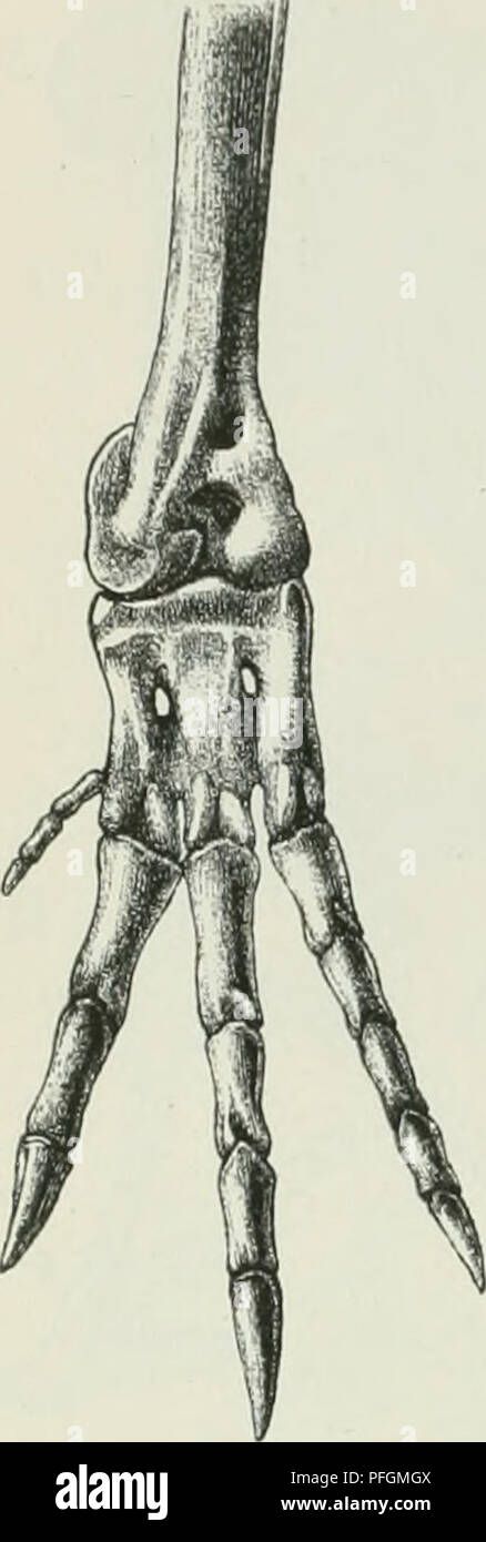 Er foden hi-res stock photography and images - Alamy