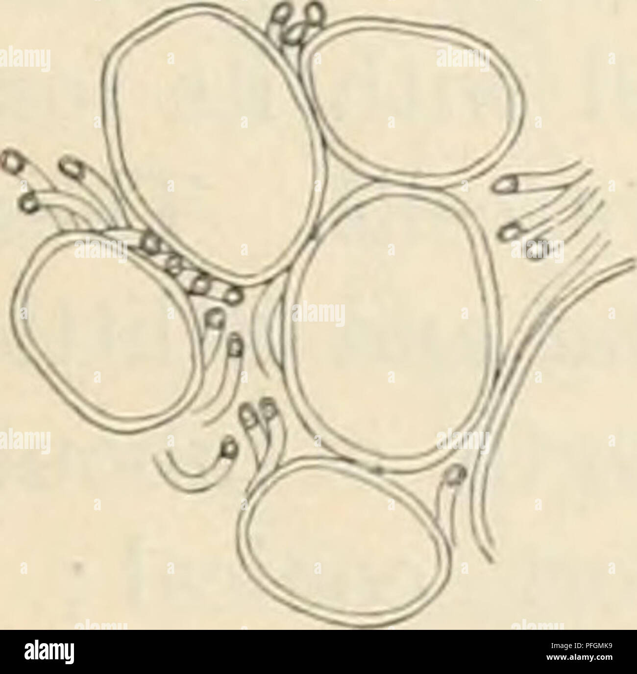 This botanical archive focuses on the Rhodophyceae (red algae) found in ...