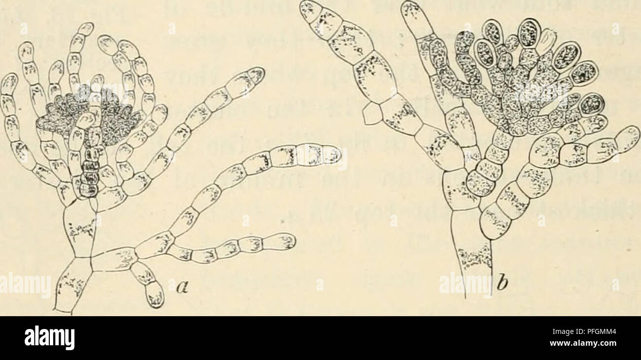 Nemalion hi-res stock photography and images - Alamy