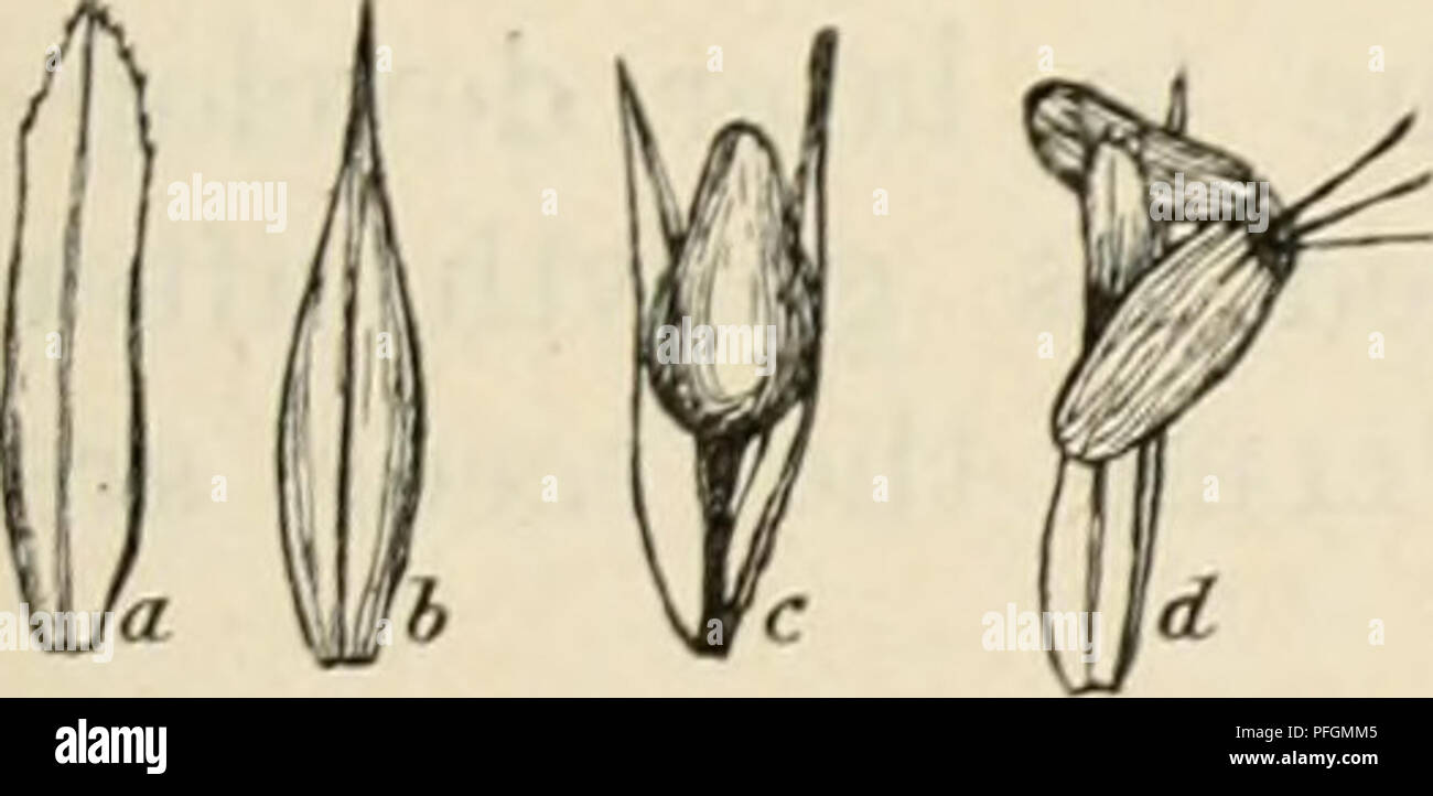Leaf shaped teeth hi-res stock photography and images - Alamy