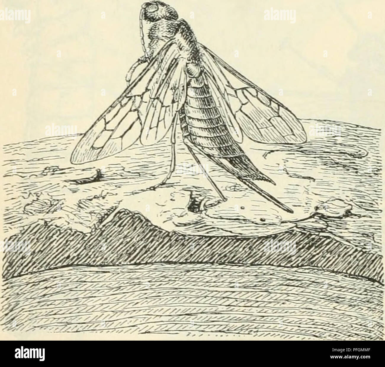 This work focuses on forest zoology in Denmark, exploring various ...