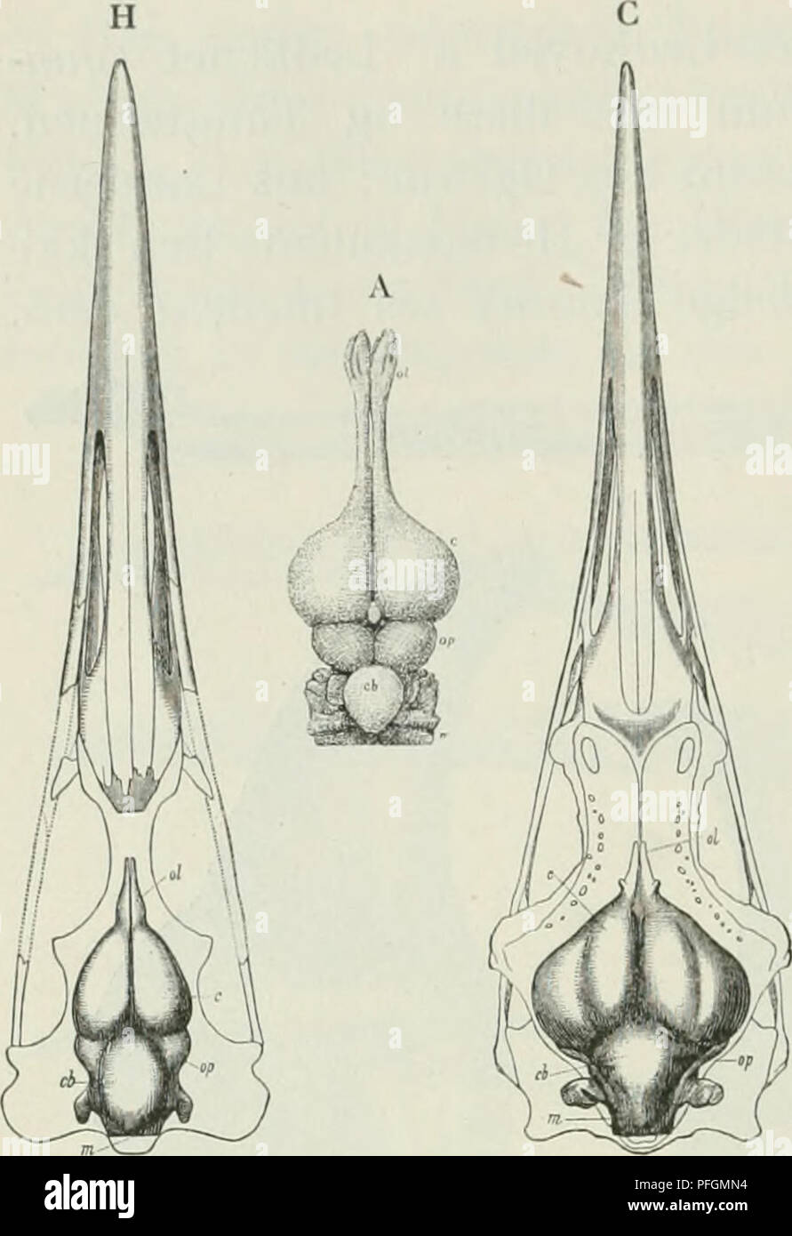 This ornithological journal presents scientific illustrations and ...