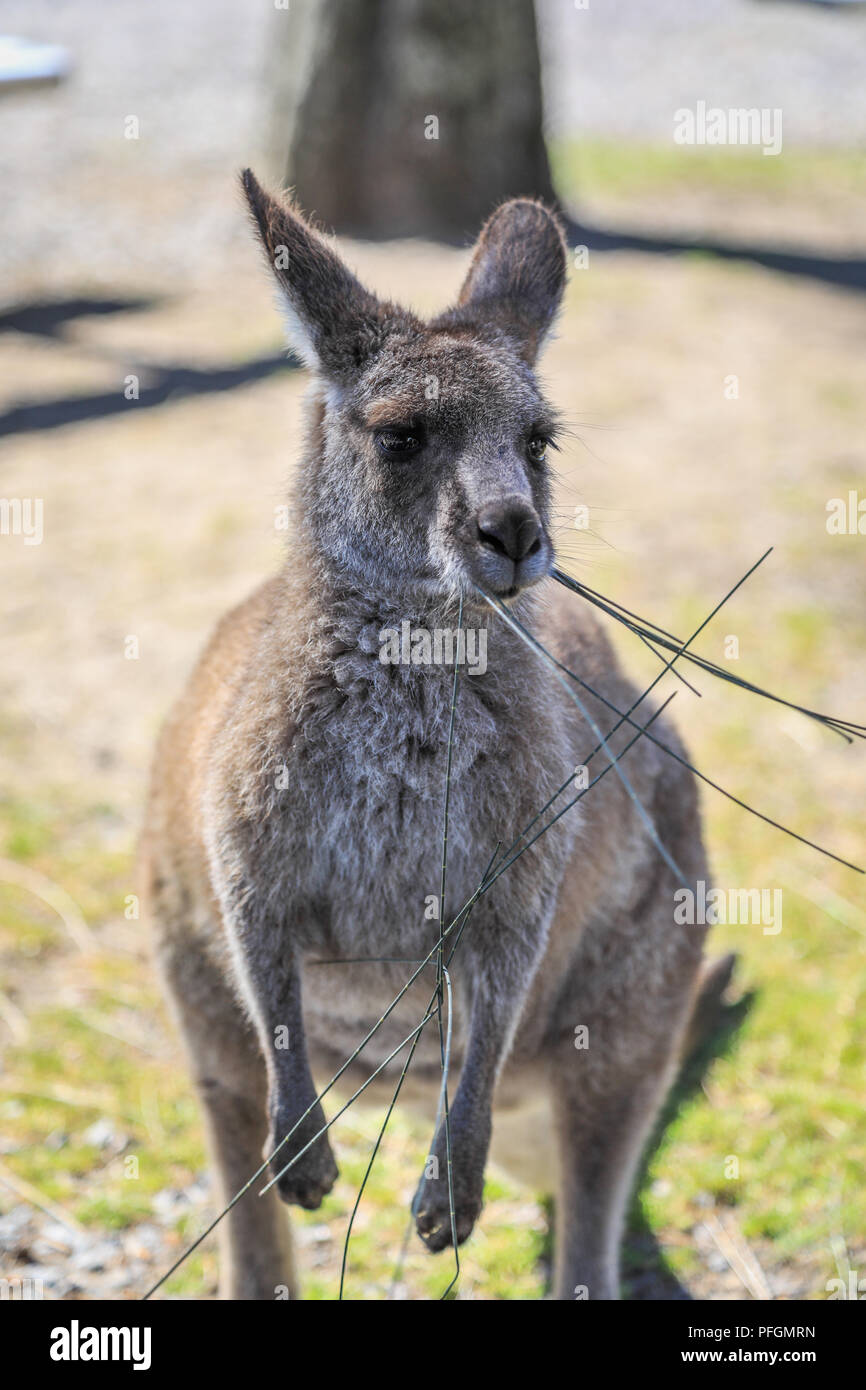 Image of kangaroo on grass Stock Photo - Alamy