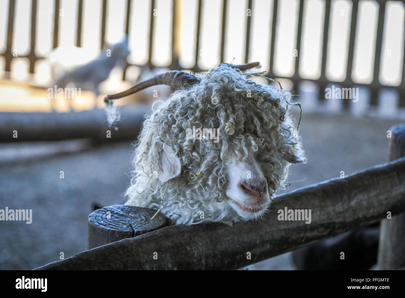Australian sheep up close hi-res stock photography and images - Alamy