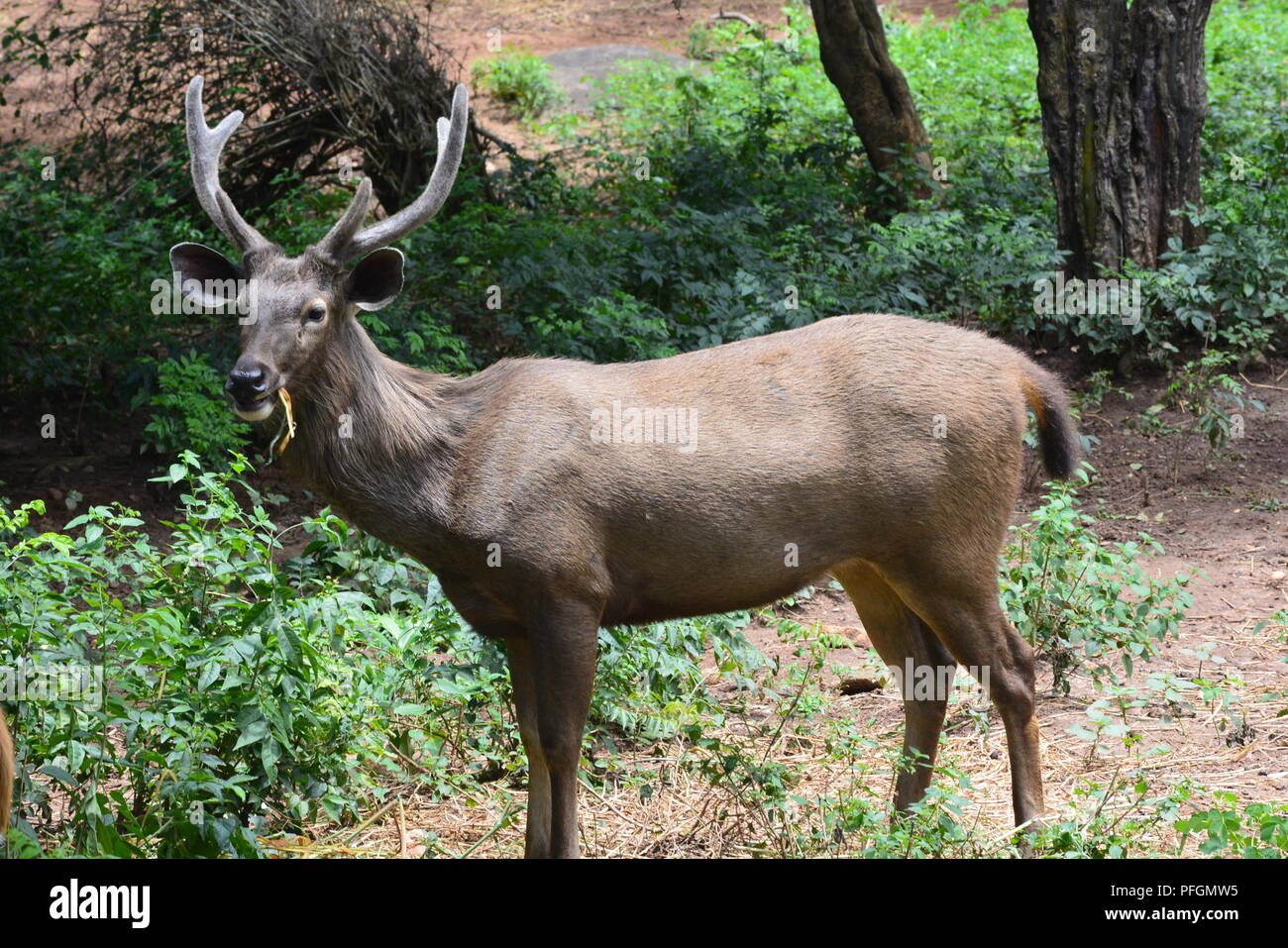 Wildlife indian wild animals hi-res stock photography and images - Alamy