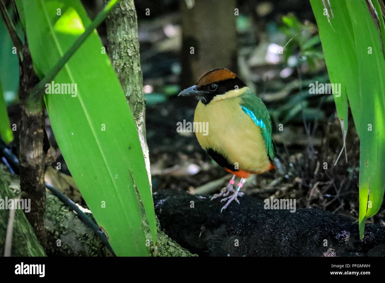 Rainbow bee-eater in tropical rainforest Stock Photo - Alamy