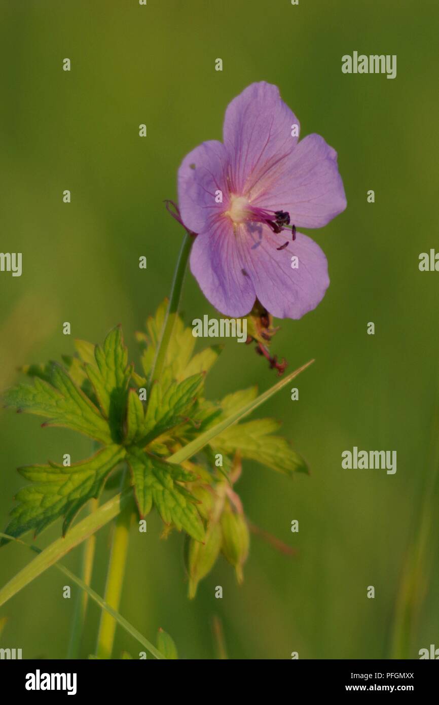 Geranium one single flower hi-res stock photography and images - Alamy