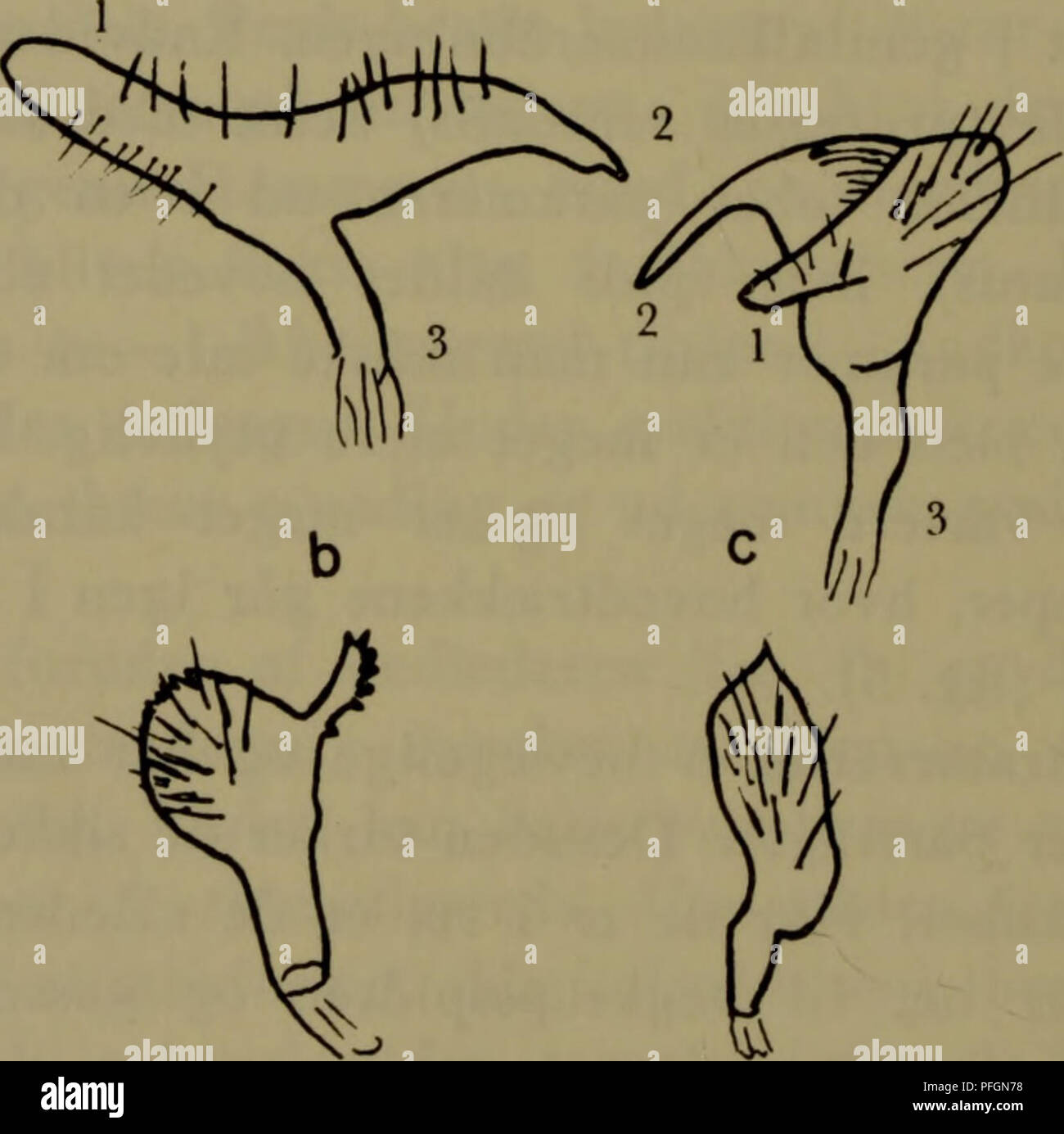 This illustration from 'Danmarks fauna' showcases the anatomical ...