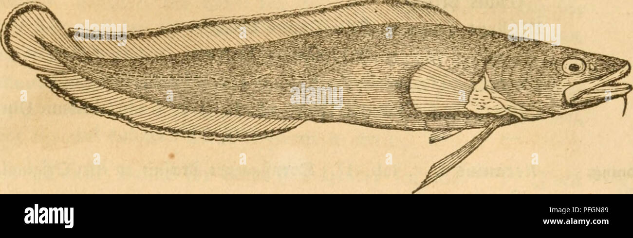 A comprehensive study on the fish species of Denmark, detailing various ...