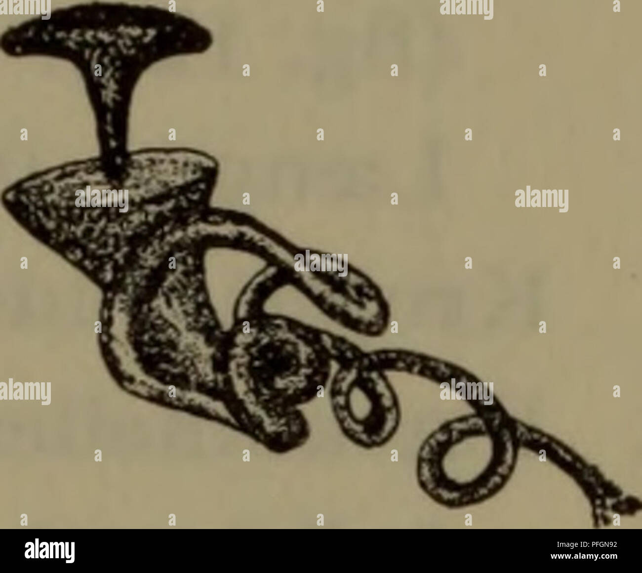 *Danmarks Fauna* provides a detailed look at Danish fauna, including ...