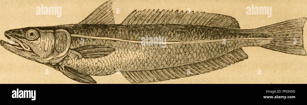 This publication on Danish fishes provides detailed descriptions and ...