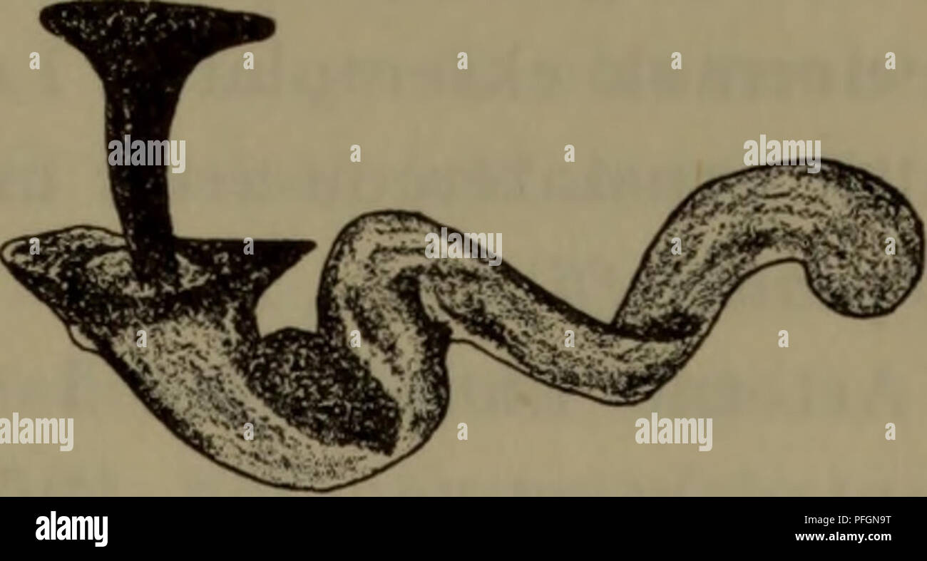 This work from the Danish Natural History Society illustrates the fauna ...