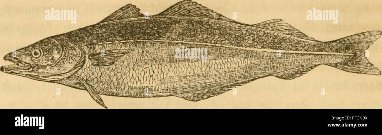 This text on Danish fishes describes various species, including Asellus ...