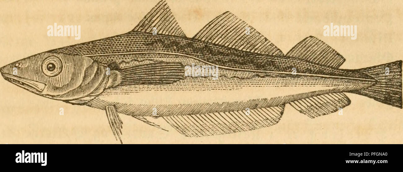 This work focuses on the fish species of Denmark, including detailed ...