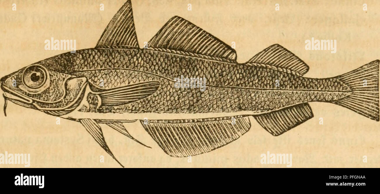 This Danish text on fish species includes a detailed description of ...