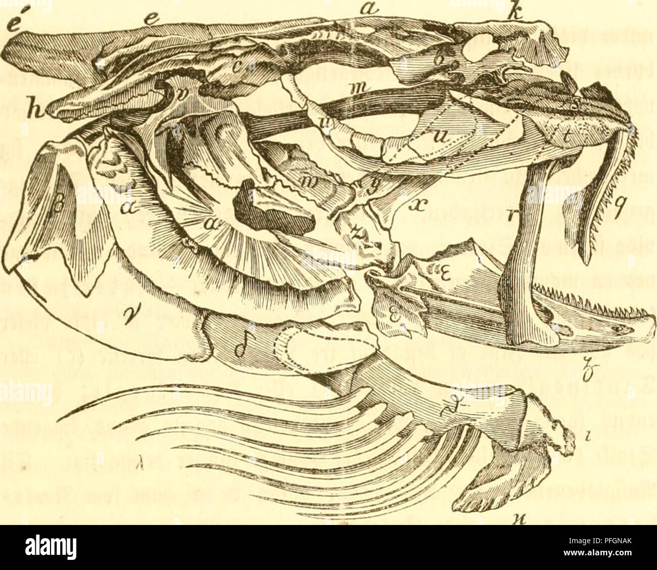 This book on Danish fish species provides detailed descriptions of ...