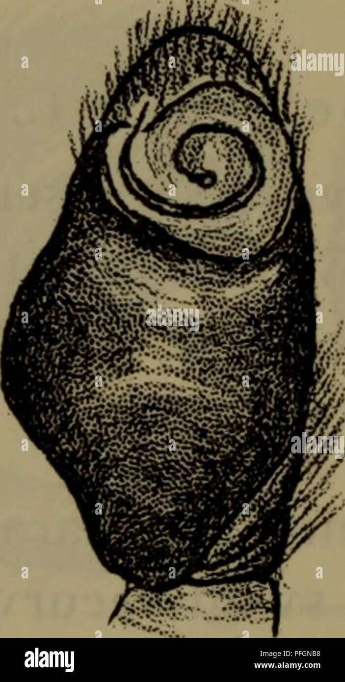 This Danish fauna guide provides detailed illustrations and ...