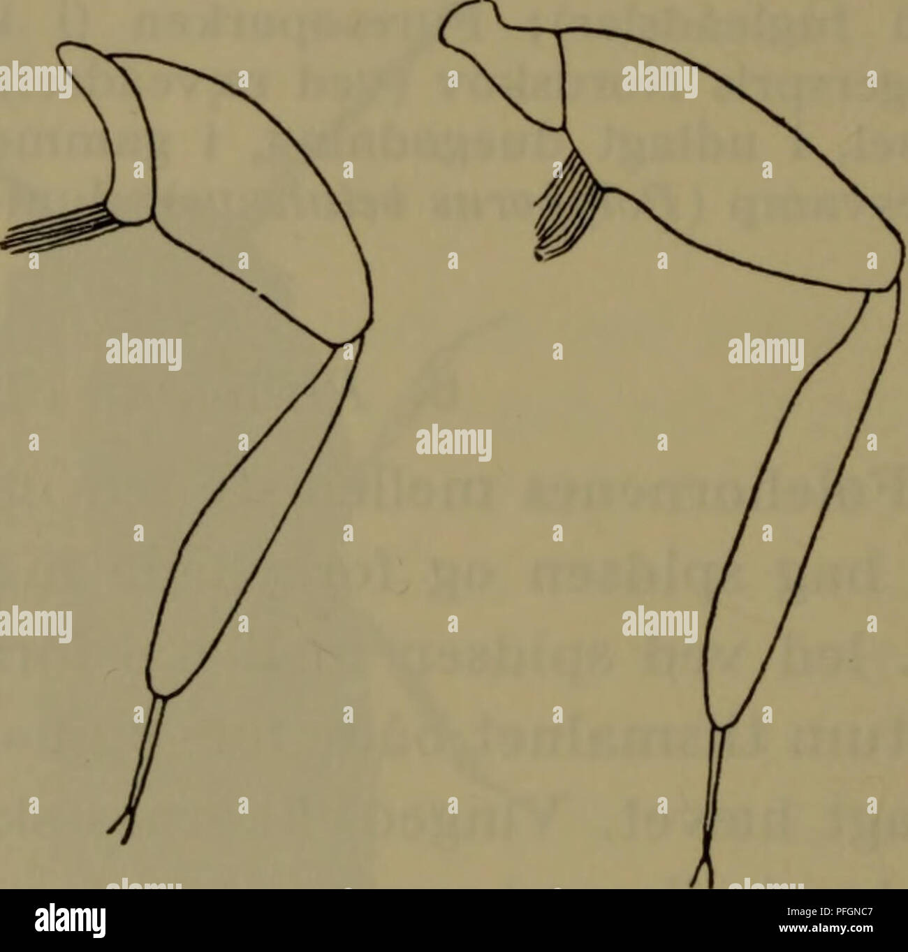 This entry in the Danish fauna guide highlights the anatomy of the ...