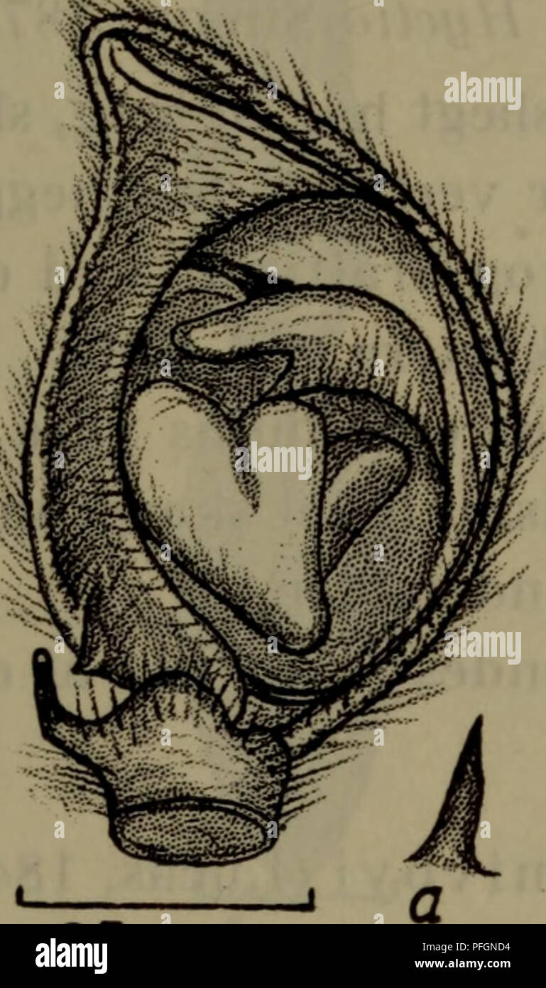 The illustration features Marpissa radiata, a species of spider ...