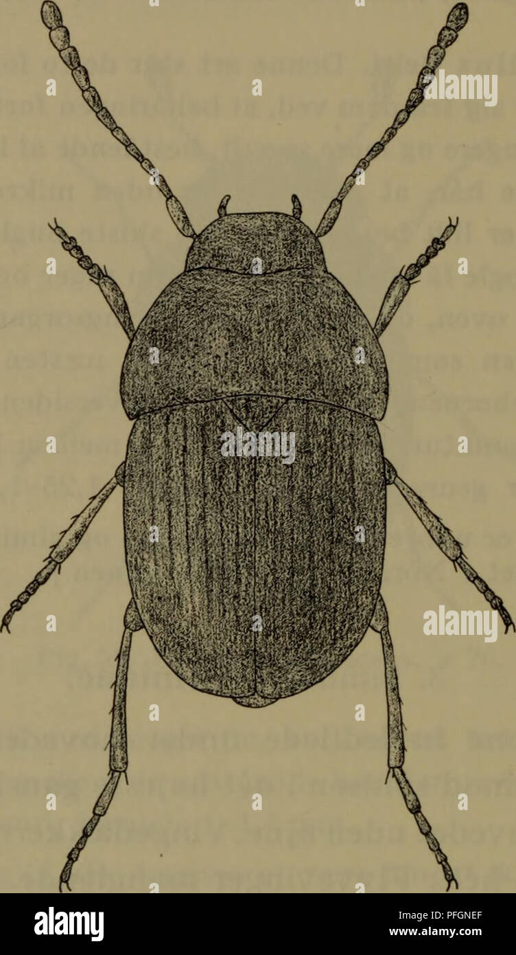 . Danmarks fauna; illustrerede haandbøger over den danske dyreverden ...