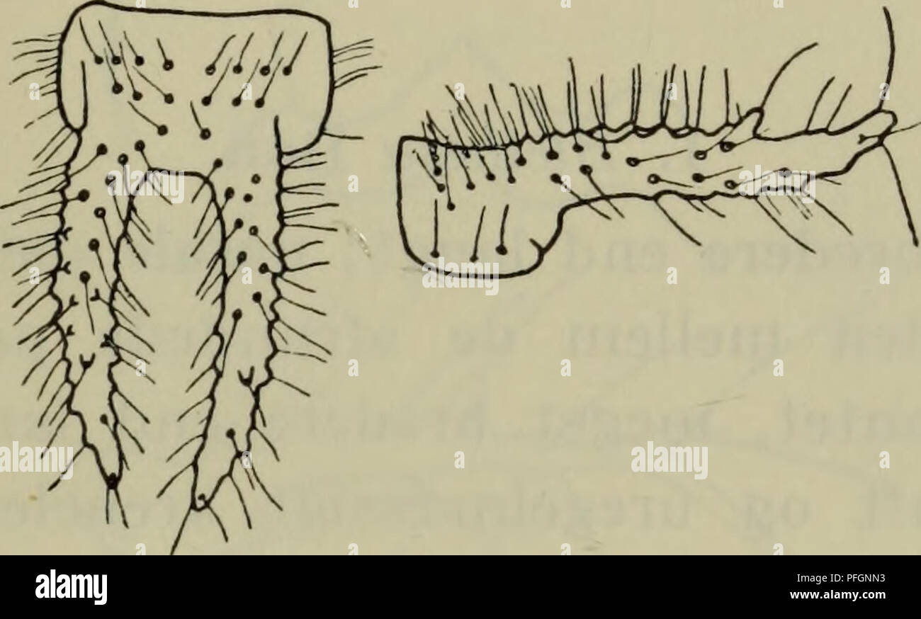 This volume of 'Danmarks Fauna' illustrates the diverse insect species ...