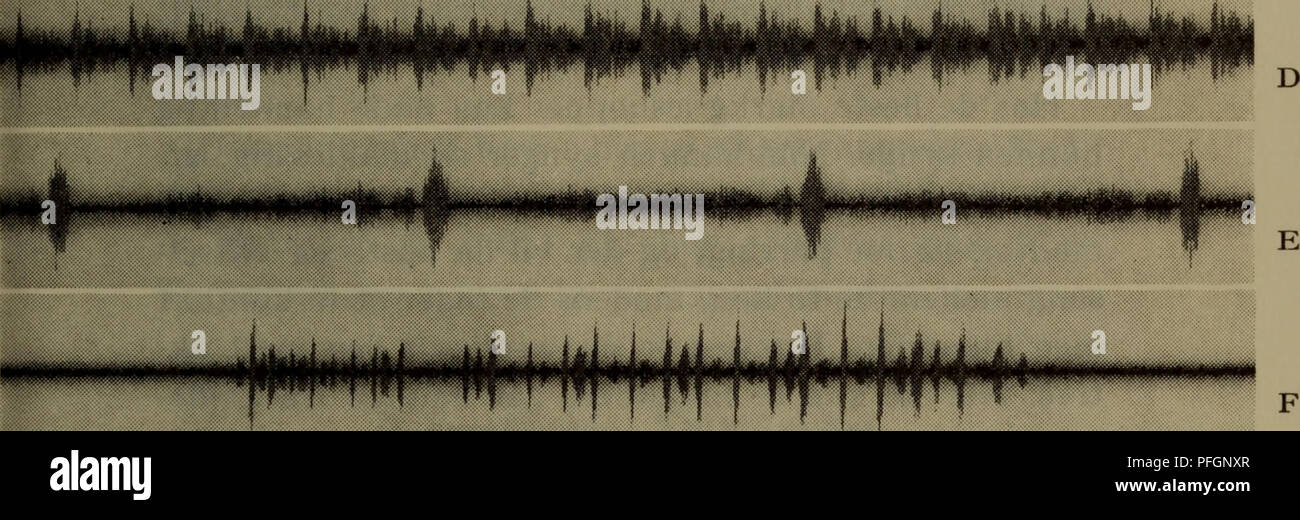 A Danish fauna guide with detailed illustrations of the country's ...