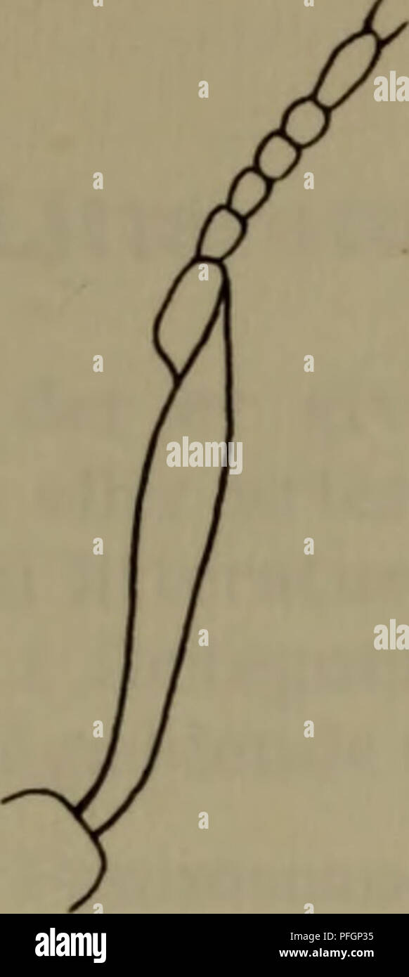 A section from the 'Danmarks fauna' series, illustrating various animal ...