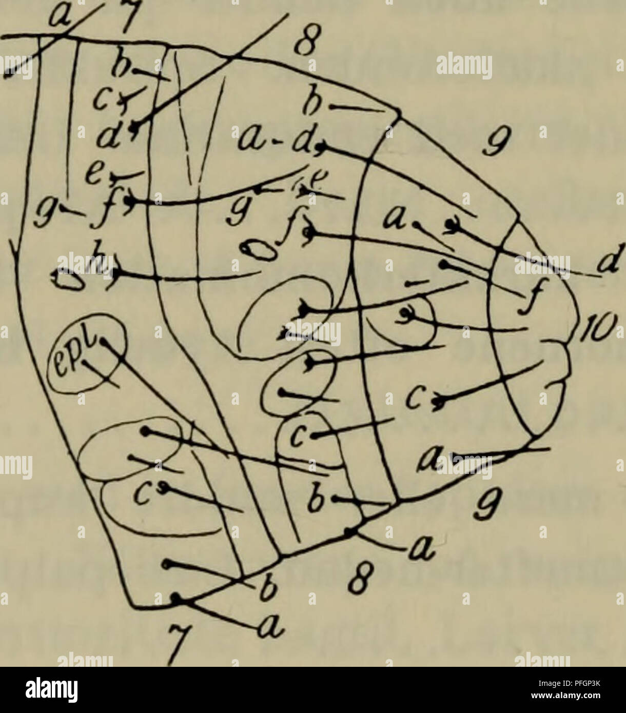 This Danish reference provides an illustrated guide to Denmark's fauna ...
