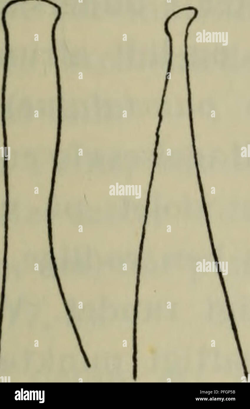 This illustrated guide provides an overview of the fauna of Denmark ...