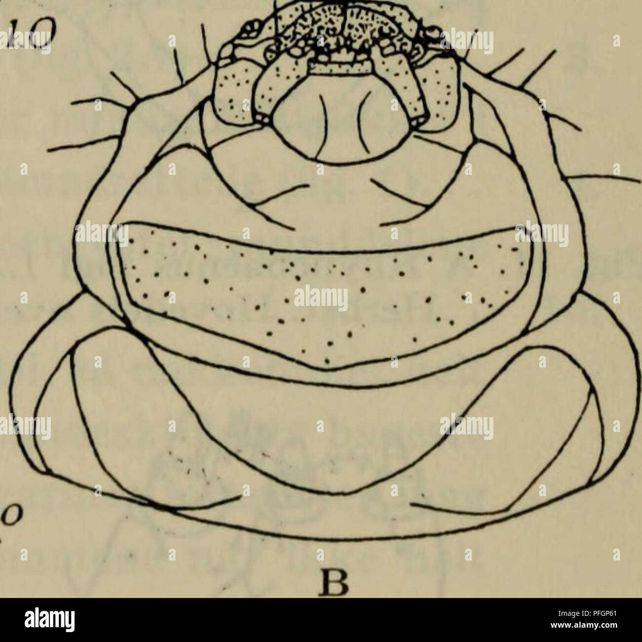Illustrated handbook detailing the anatomy and biology of various ...