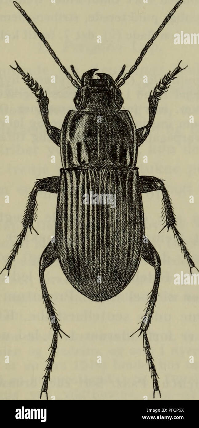 . Danmarks fauna; illustrerede haandbøger over den danske dyreverden ...