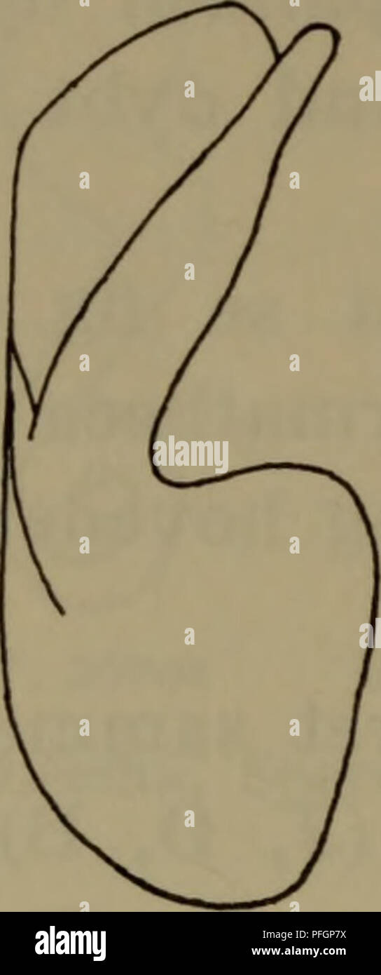 This Danish work, 'Danmarks fauna', offers an illustrated guide to the ...