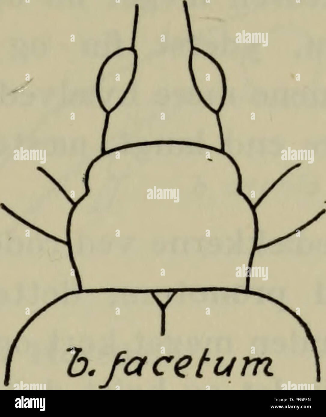 A page from 'Danmarks fauna' detailing the morphology of Apion, a genus ...