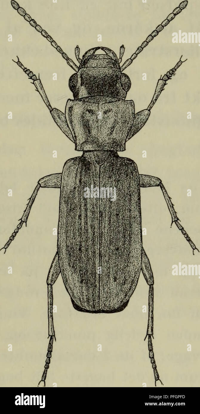 This illustrated guide to Danish fauna provides descriptions of various ...