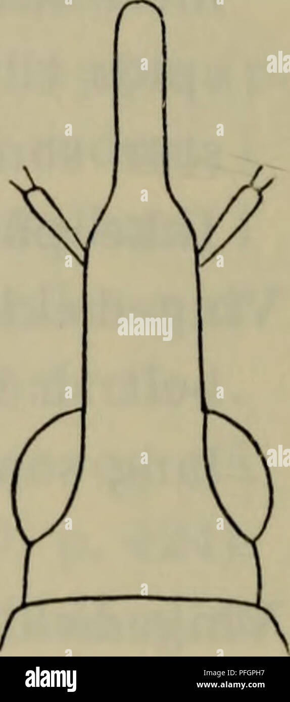 This image from Danmarks fauna illustrates the species Apion opeticum ...