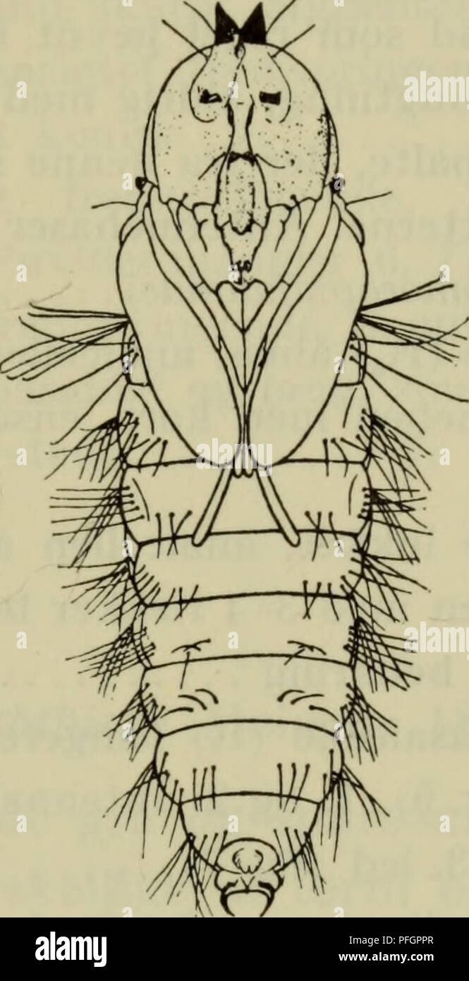This guide details the fauna of Denmark, focusing on insect larvae and ...