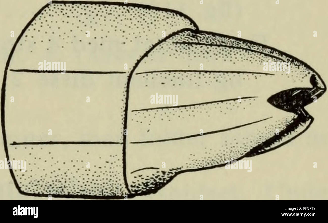 This Danish work provides an illustrated guide to the fauna of Denmark ...