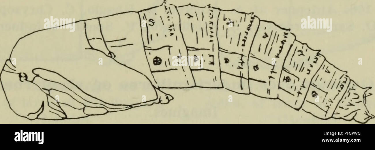 Atherix variegata hi-res stock photography and images - Alamy