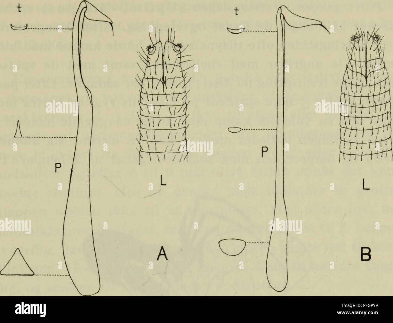 This Danish fauna guide presents detailed illustrations and ...