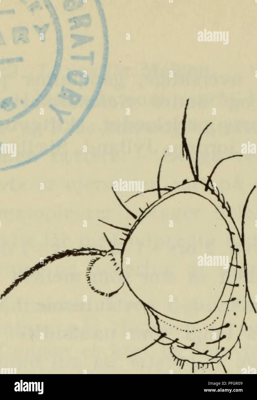 This illustrated guide to Denmark's fauna provides detailed depictions ...