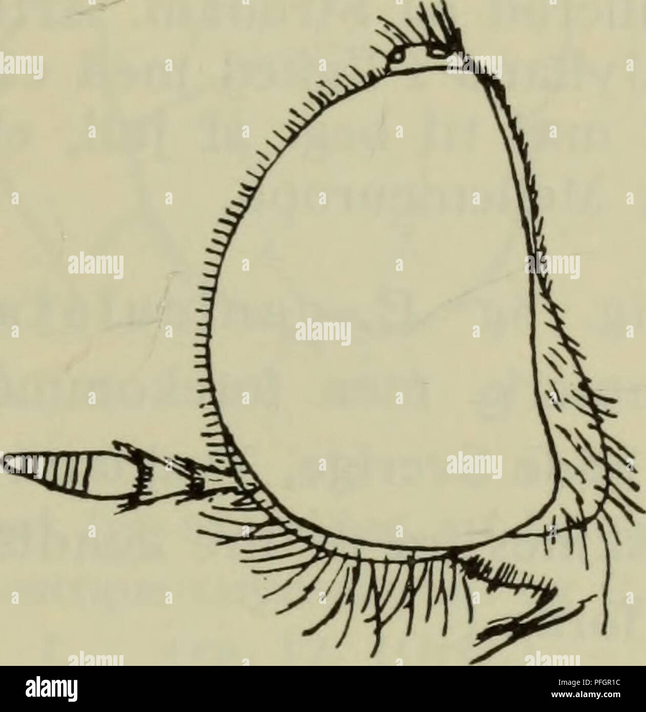 A segment of Denmark's fauna guide, detailing the distribution and ...