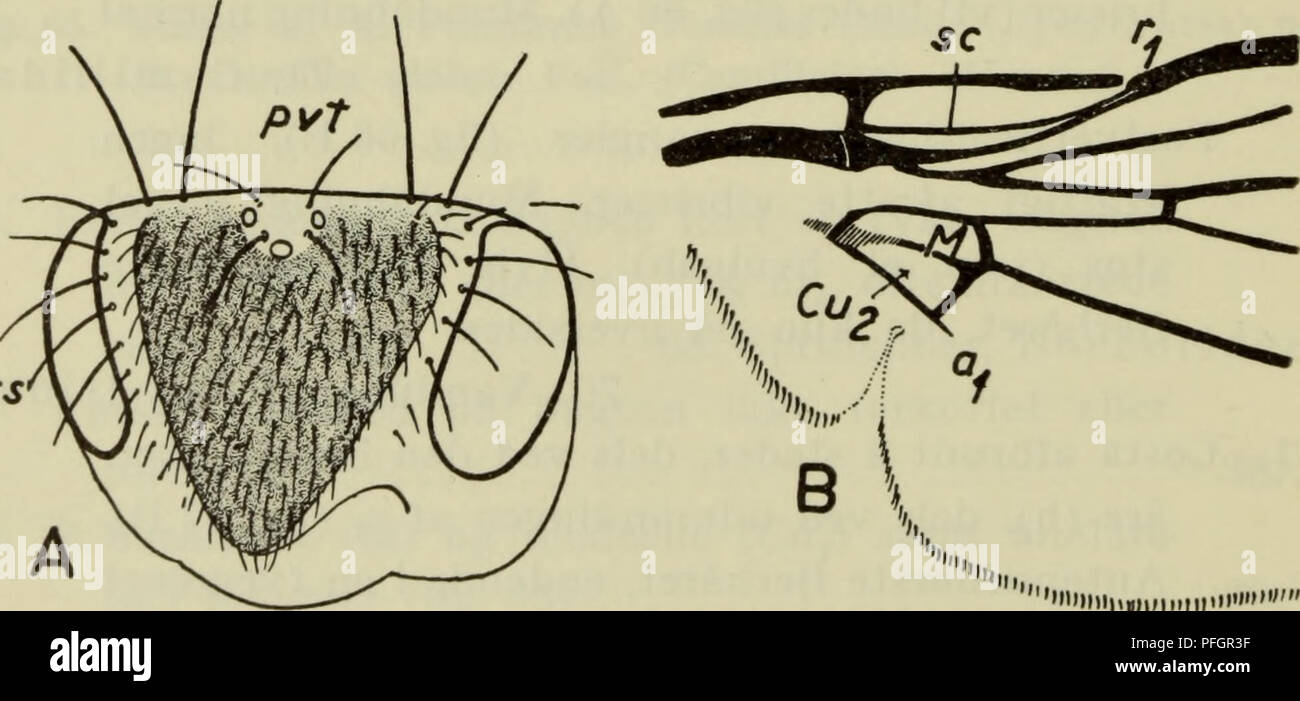 This section of Denmark's fauna guide presents the identification of ...