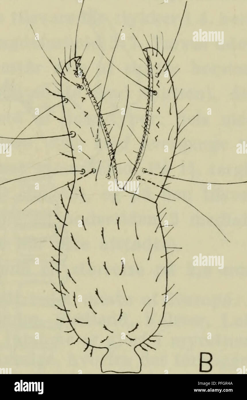 Chernes cimicoides, a species of mite, is depicted in this illustration ...