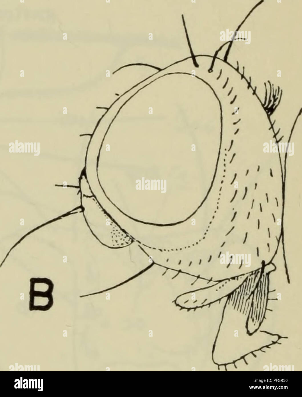 Figure 58 from 'Danmarks fauna' displays the heads of two fly species ...