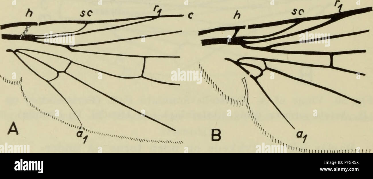 This volume of Denmark's fauna presents detailed illustrations and ...