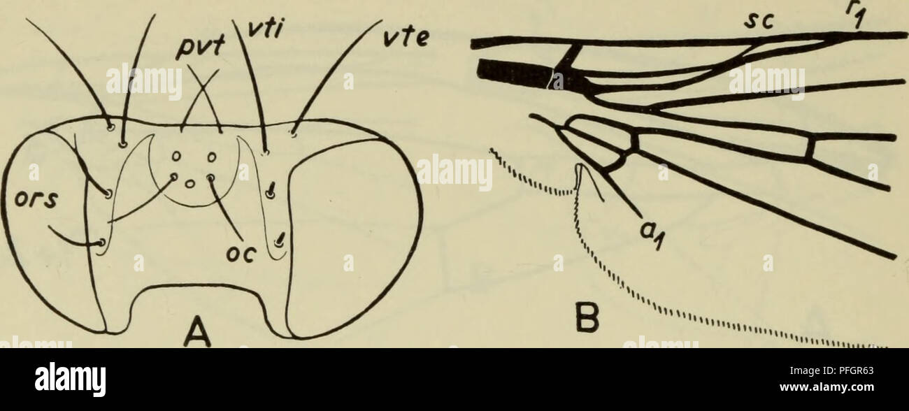 This illustration from 'Danmarks Fauna' by the Dansk Naturhistorisk ...