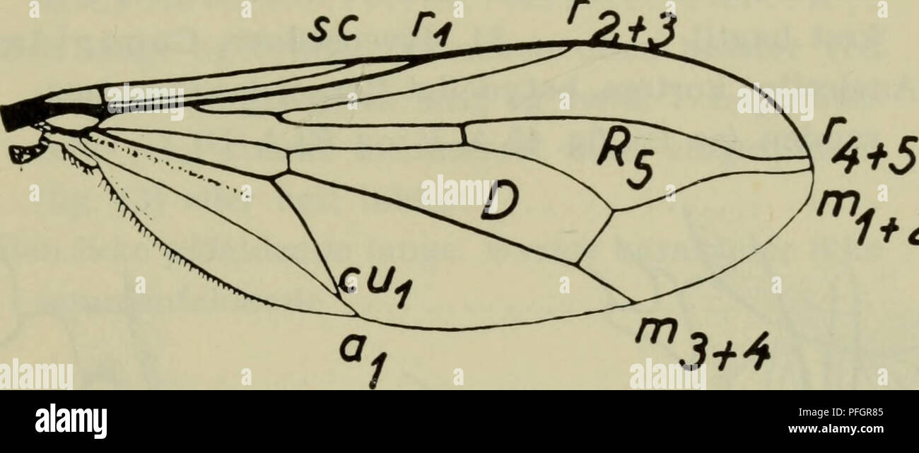 Vena spuria hi-res stock photography and images - Alamy