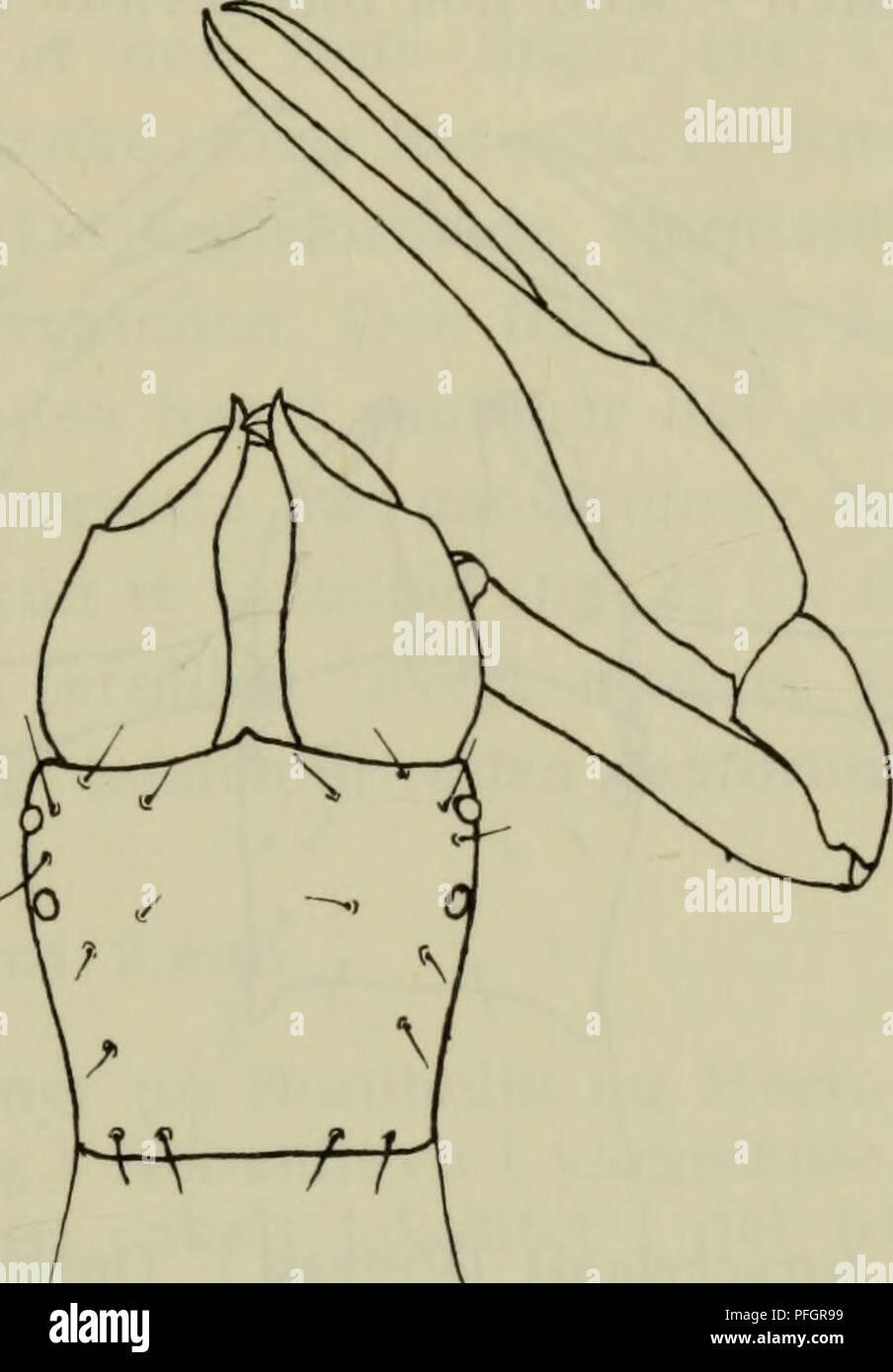 This illustrated guide provides a detailed look at the fauna of Denmark ...