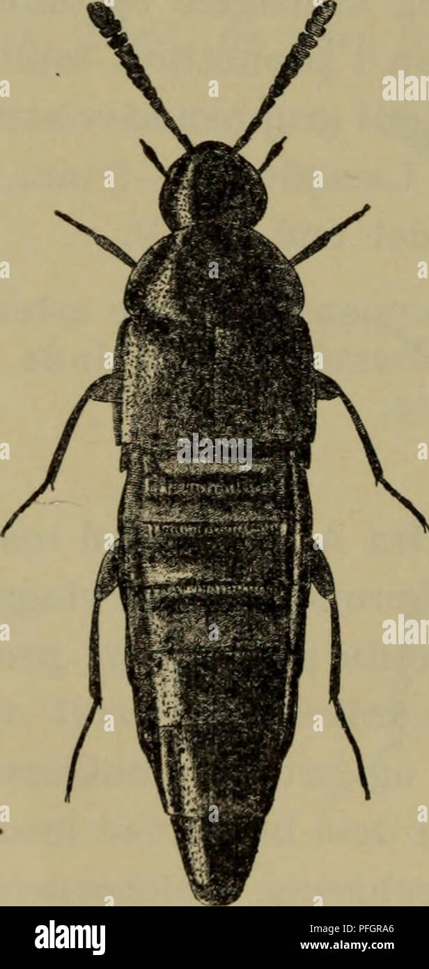 This Danish-language work details the fauna of Denmark, focusing on ...