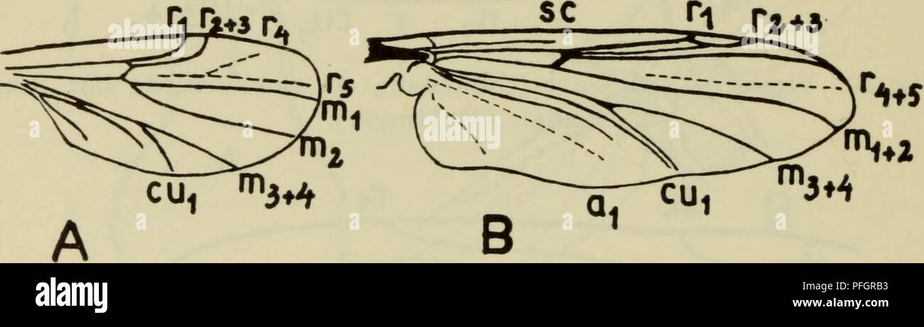 This image depicts various species of midges (Simuliidae) and ...